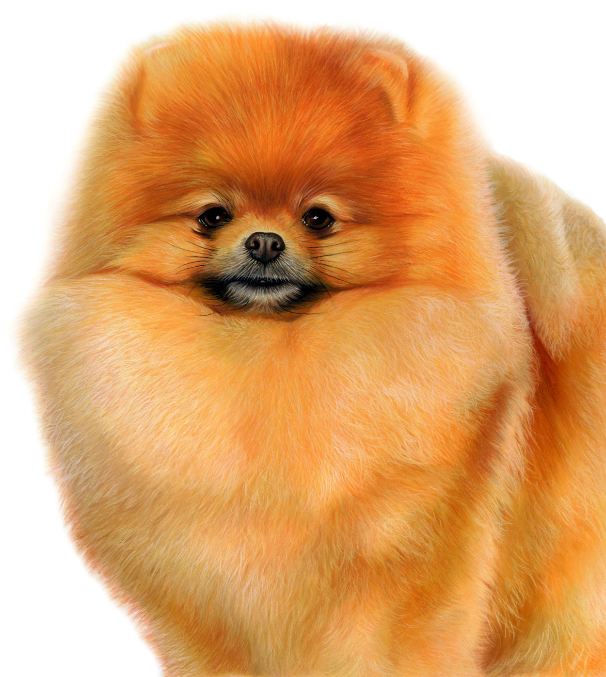 Pomeranian Canvas or Giclee Print