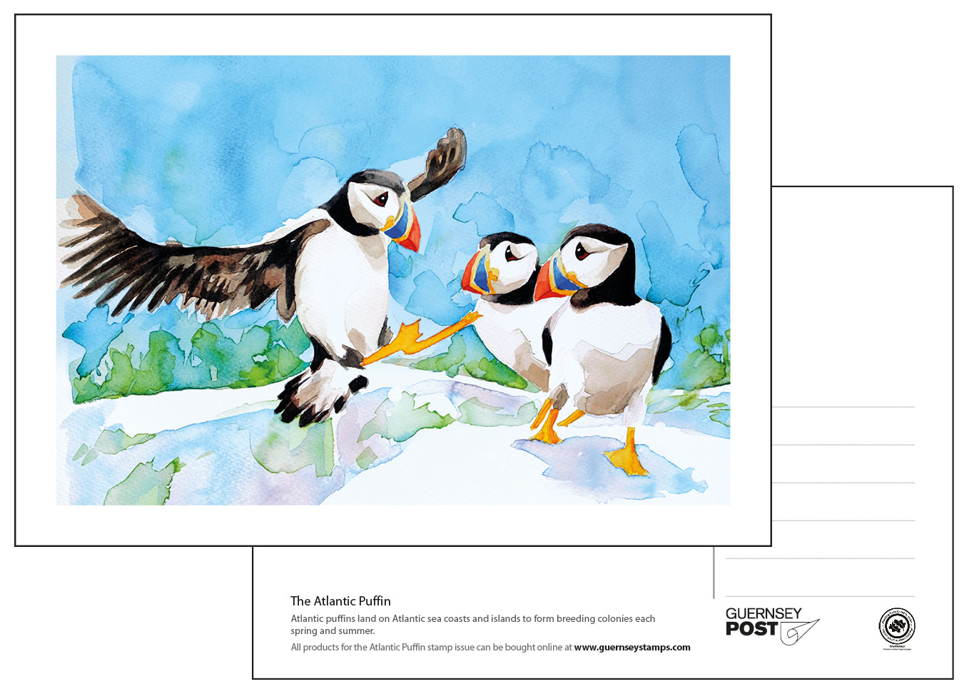 The Atlantic Puffins Set of 6 Postcards